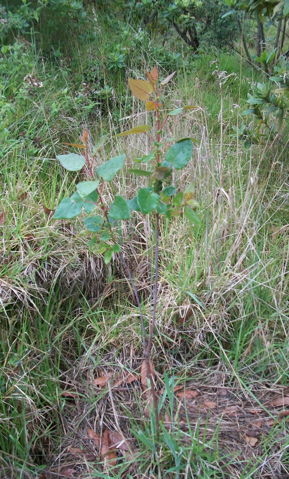 Backtoeden: Galería: El Raque de la reforestación