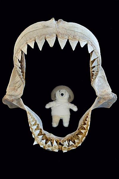 ZeroBear Blog - The Adventures of a Southern PolyBear: Jaws
