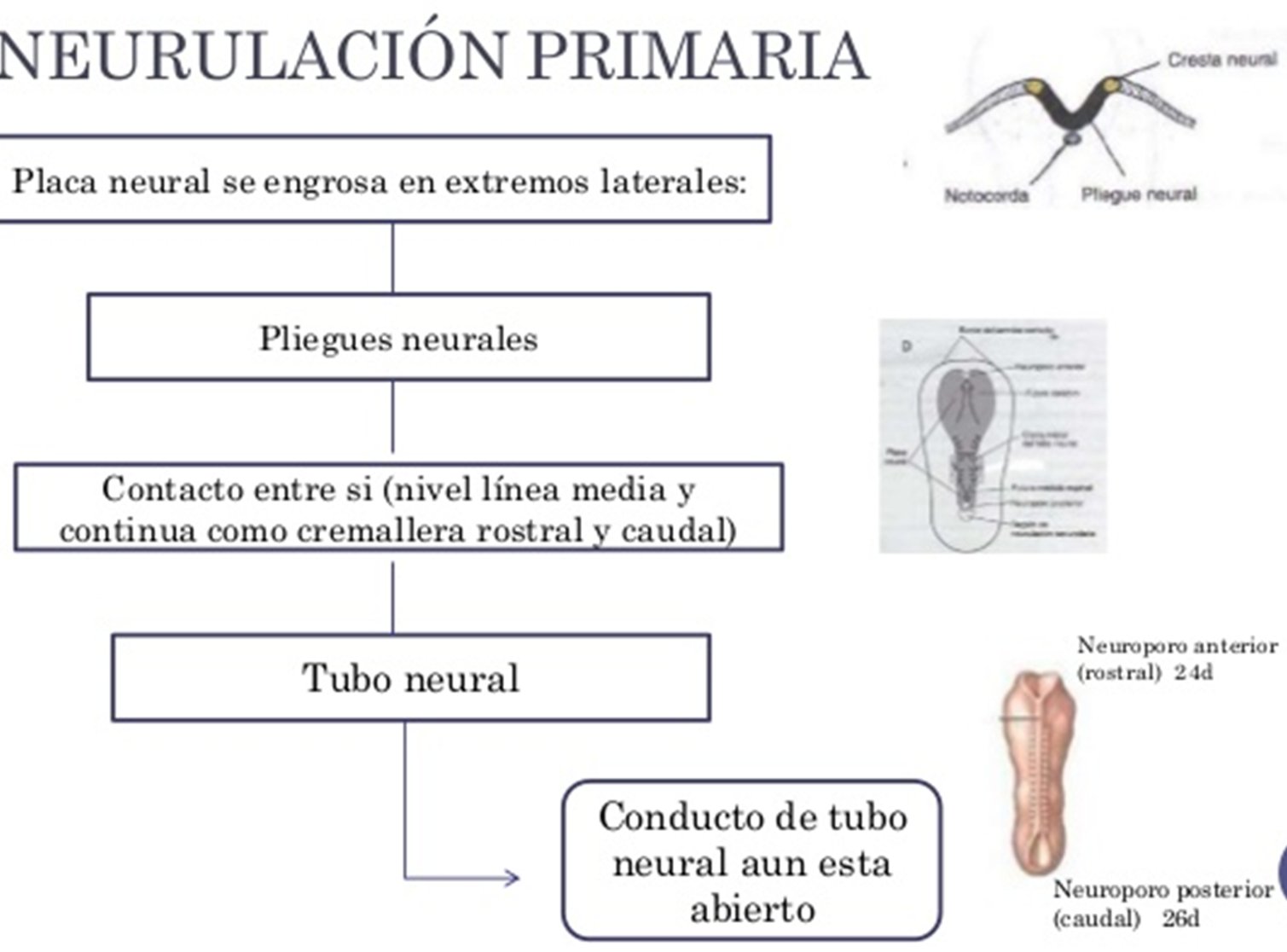 udla histo-embriologia