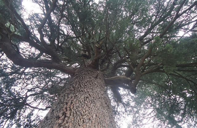 Spice of Life!: Towering (Wordless Wednesday)