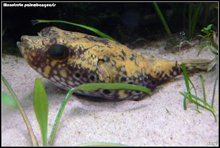 ZA FISH ACTION: Humpback pufferfish (Tetraodon palembangensis), Puffer ...