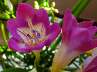 Uma flor por dia: Frésia