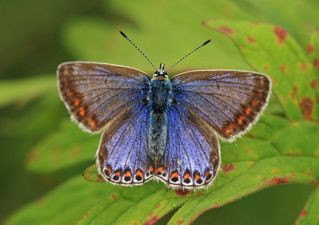 Martin Jump Wildlife Photographer: THE COMMON BLUE BUTTERFLY.