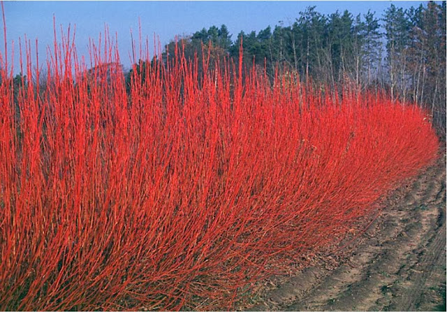 Beechwood Landscape Architecture and Construction: Red Osier Dogwood ...
