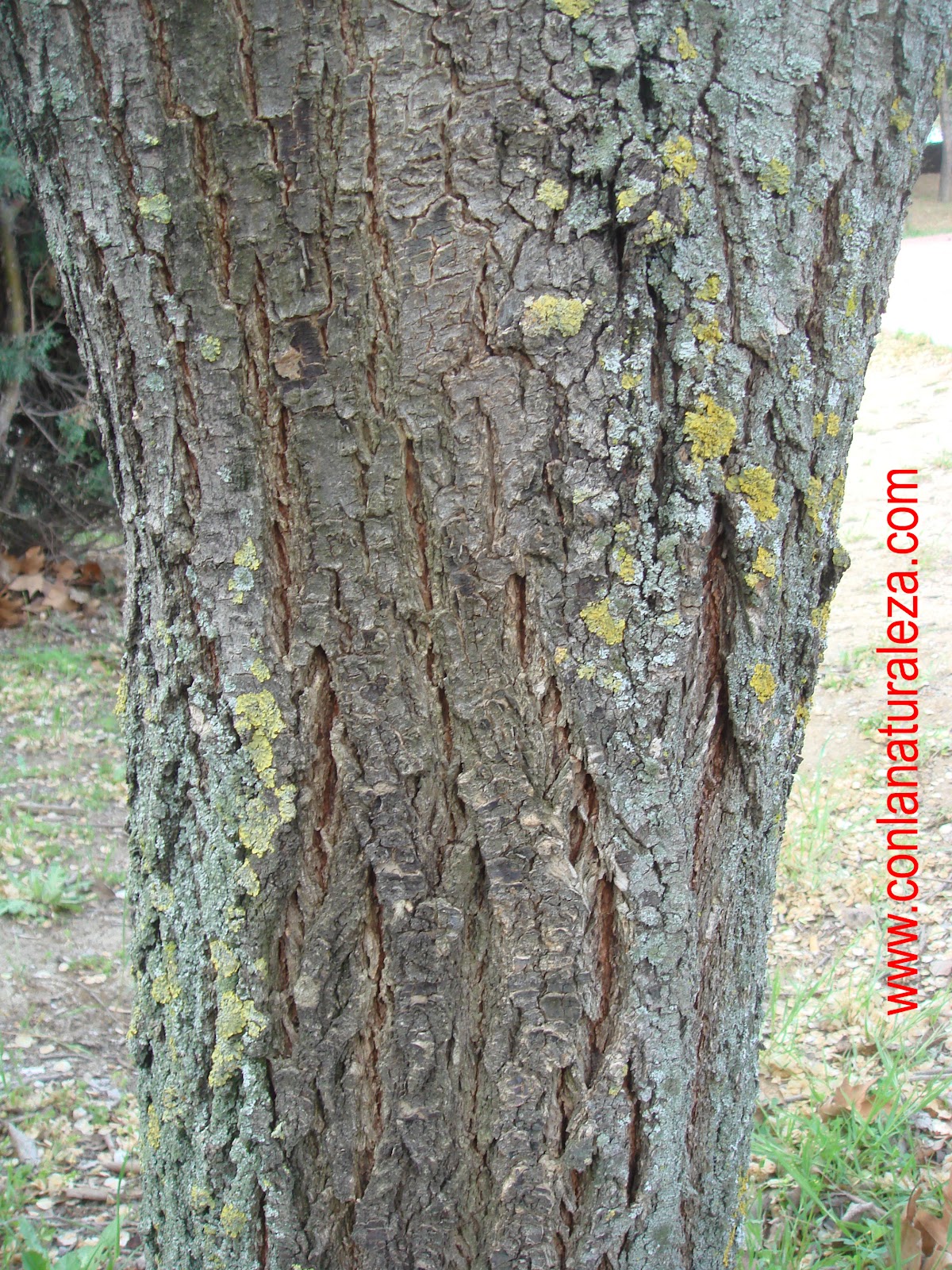 Flora urbana de Getafe: Olmo común