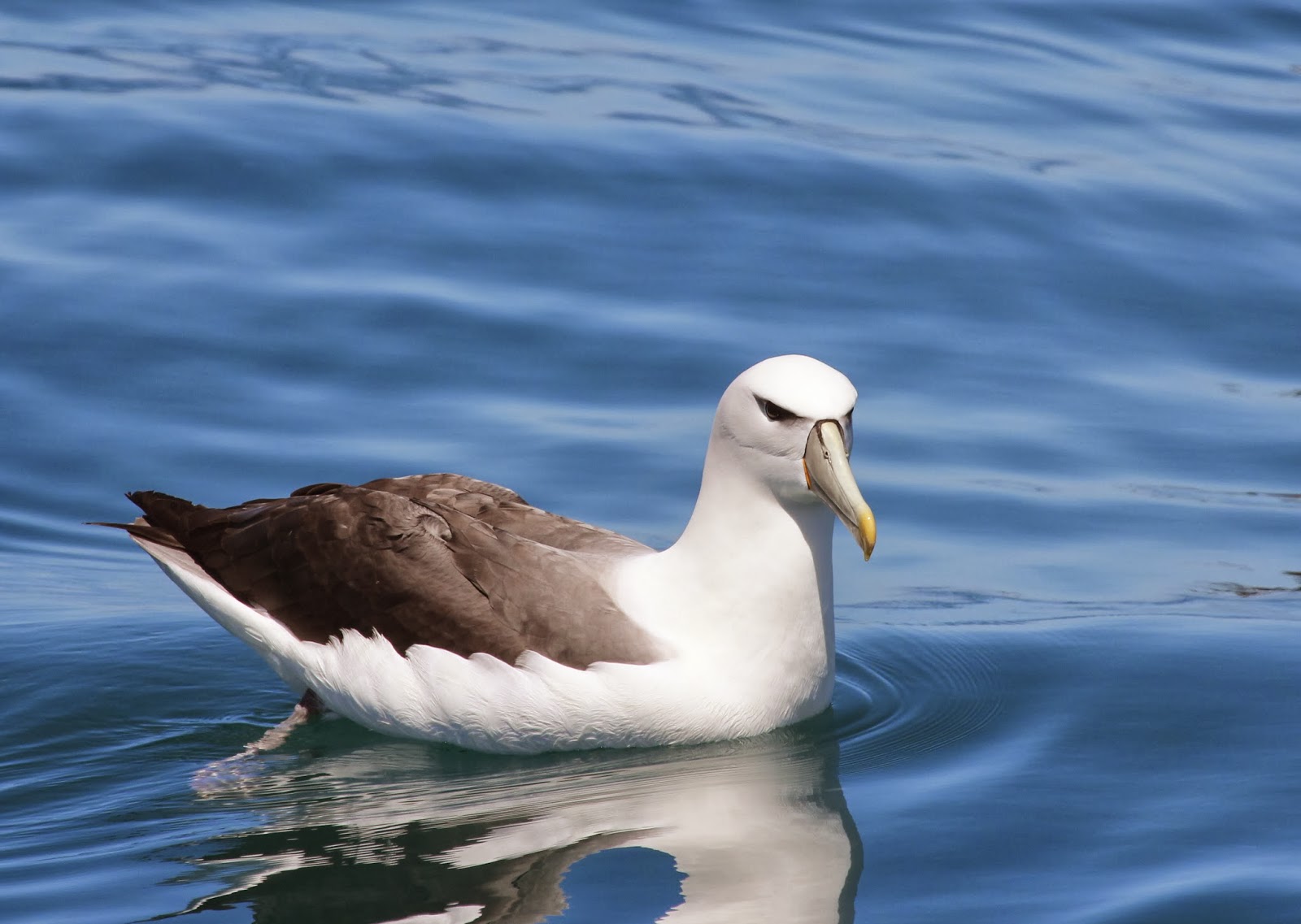 Somewhere Far Away...: The land of the long white cloud 4 - seabirds