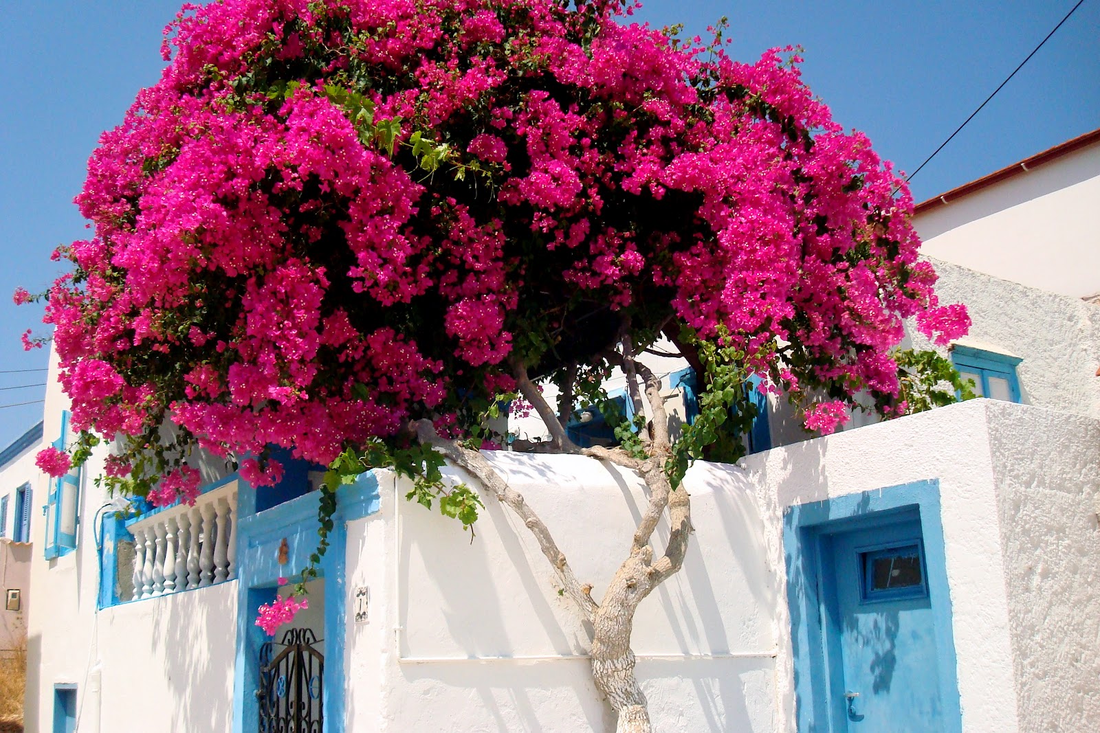 Um jardim para cuidar: O despertar das buganvilias....