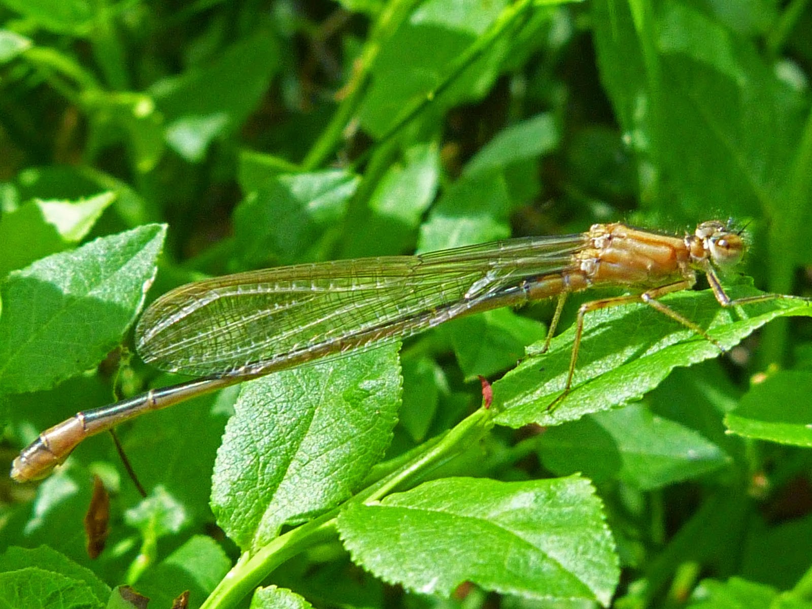 Insects of Scotland: Dragonflies/Damselflies