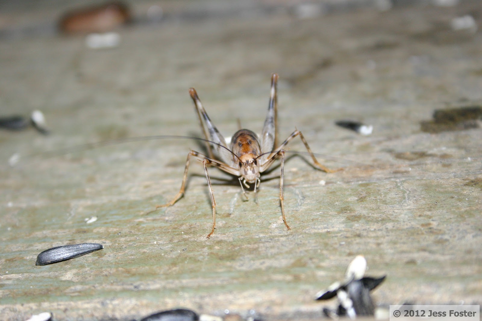 Sluggin' Along: Camel Cricket
