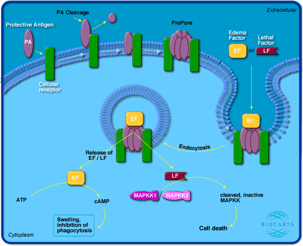 World of Biochemistry (blog about biochemistry): Metabolic map about ...