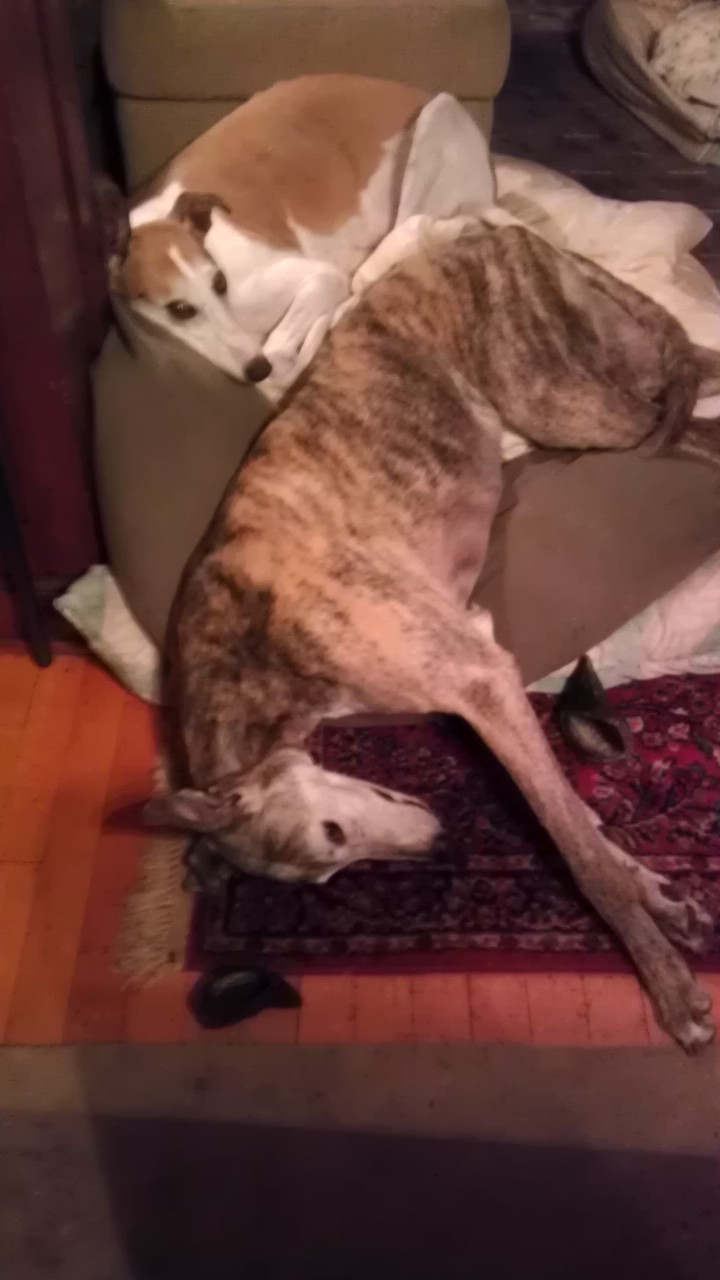 Northern Lights Greyhound Adoption Dog Blog: NLGA Photo Roundup ...