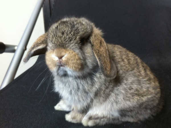 Rabbits for sale in Singapore!: (Sold) 1month Fluffy Chestnut with nice ...