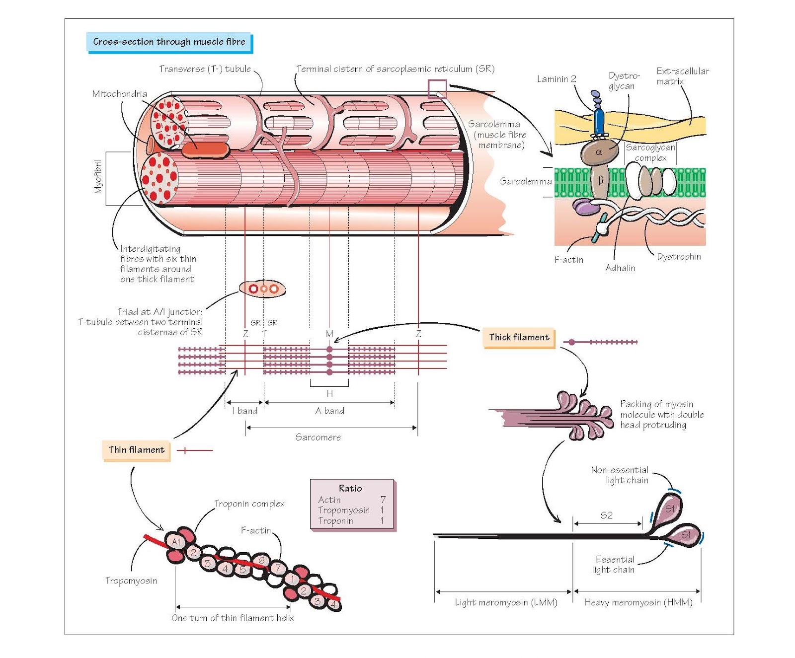 Skeletal Muscle Structure - pediagenosis