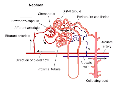 Nephron
