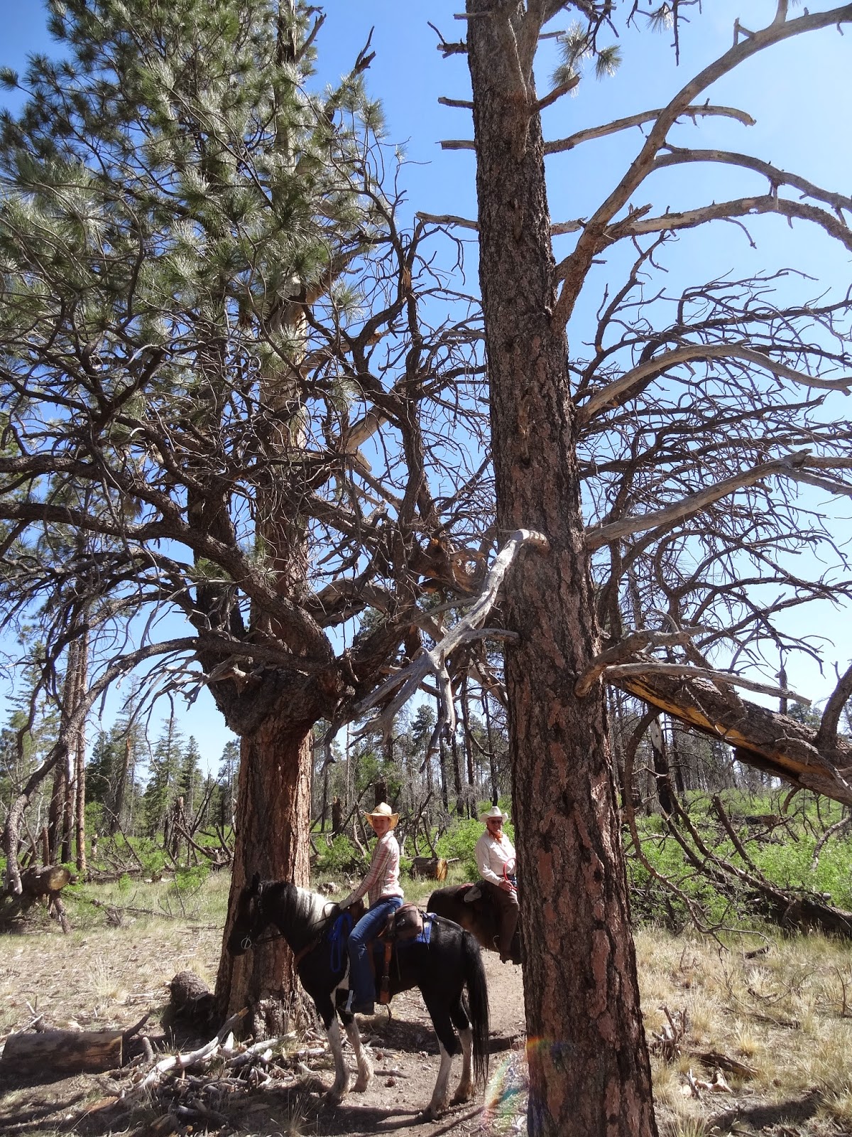 Dream Packer Trail Adventures: Grand Canyon, North Rim 2014