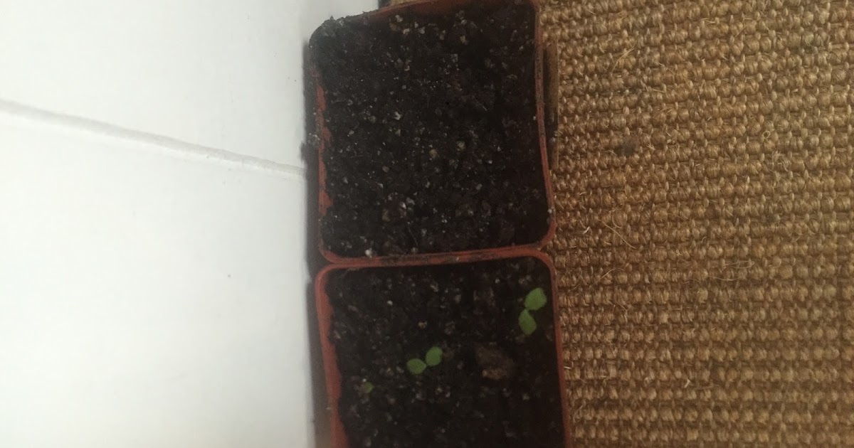 Dendroseris marginata, Kniphofia caulescens, Aloe seedlings, and Aloe ...