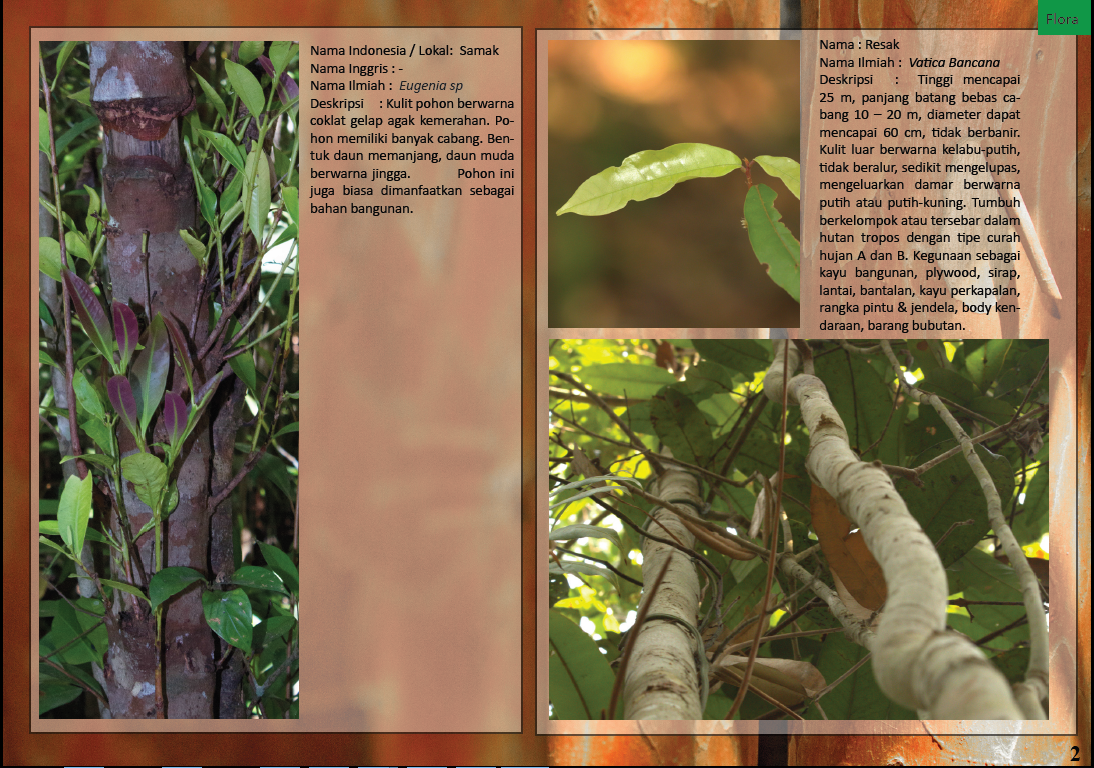 FLORA ~ Hutan Pelawan