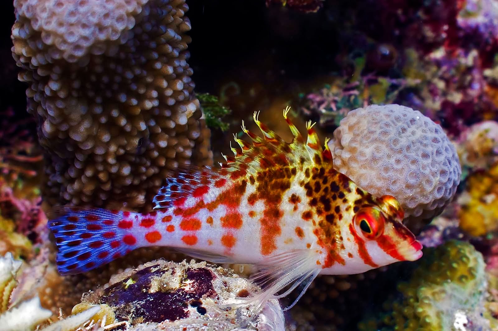 Dwarf hawk-fish - Animals World