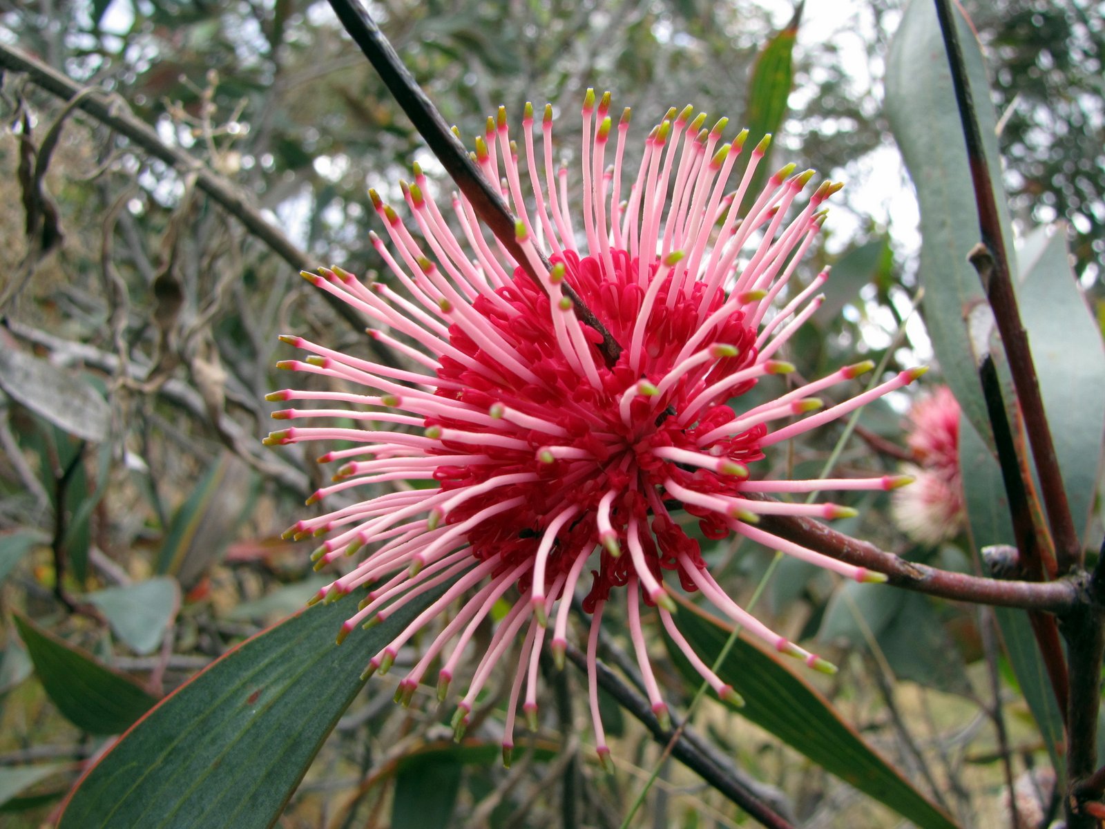 Flora Friday in Oz: Burrendong Botanic Garden & Arboretum - Wellington ...