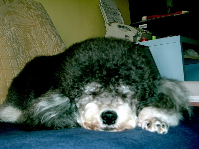 Cleo the poodle needs our prayers (urgent) - AnimalCare