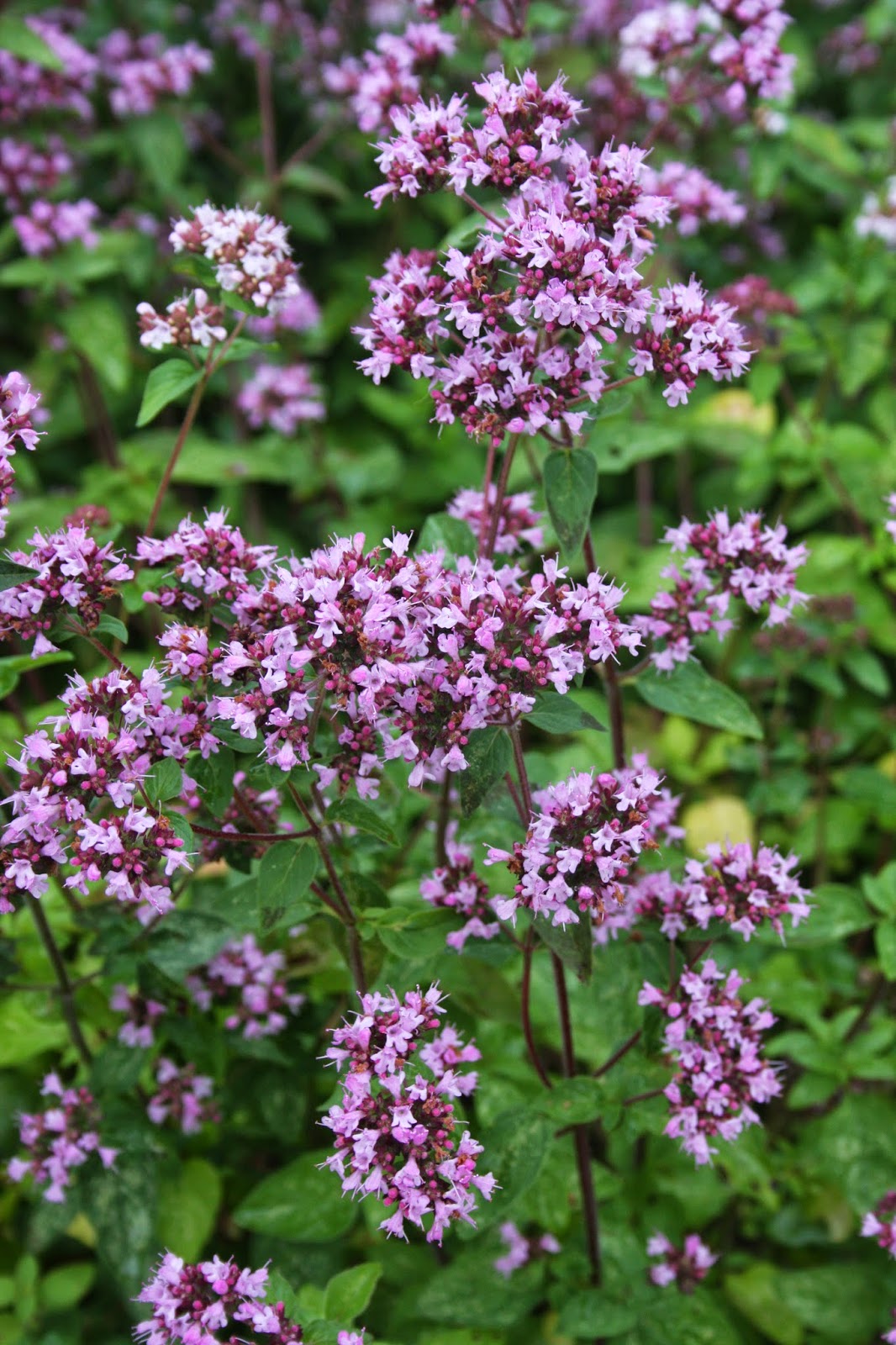 Siniunikon: Kotka Redutti