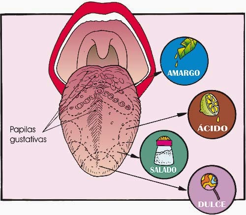 FISIOLOGÍA ANIMAL: Sistema de Control: QUIMIORRECEPTORES