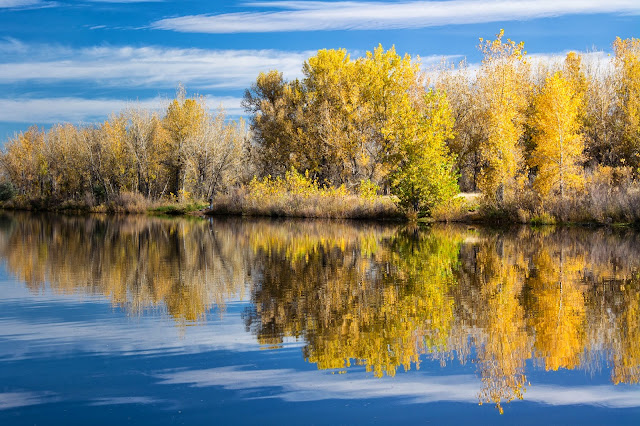 A Tree Falling: Chatfield State Park, October 2014