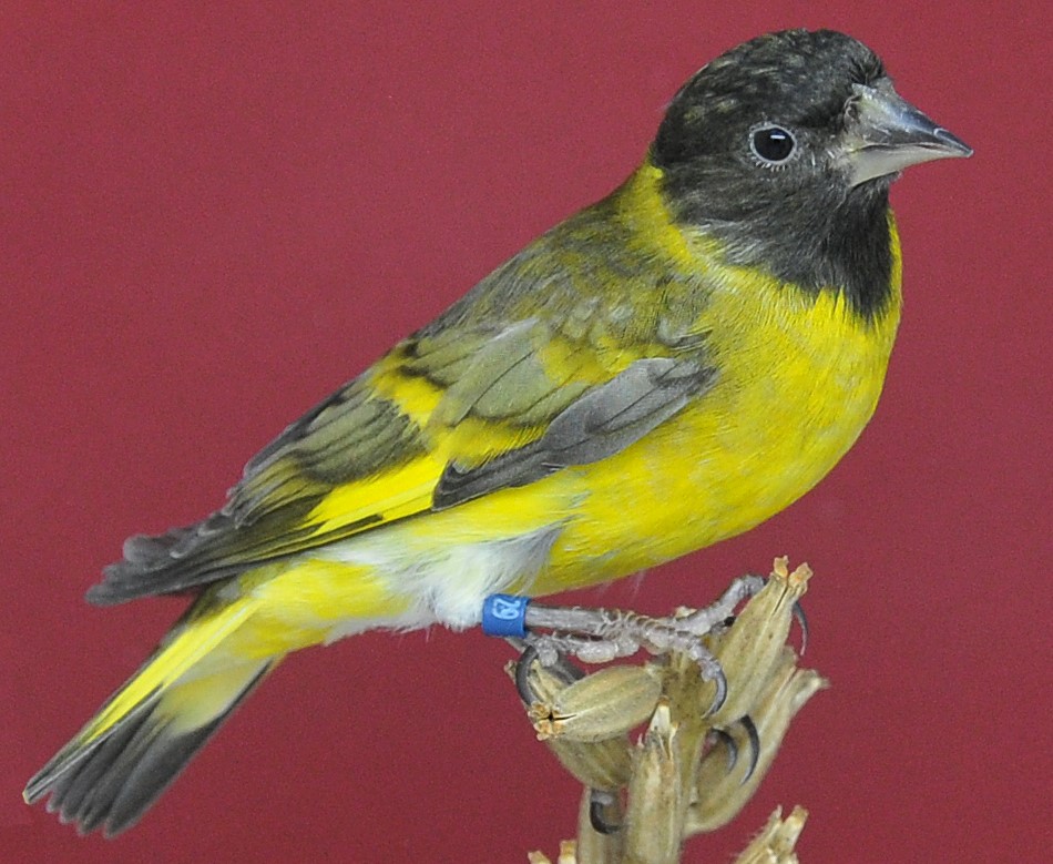 Pintassilgo, Tarin américain, Amerikaanse sijzen, Amerikanische zeisige ...