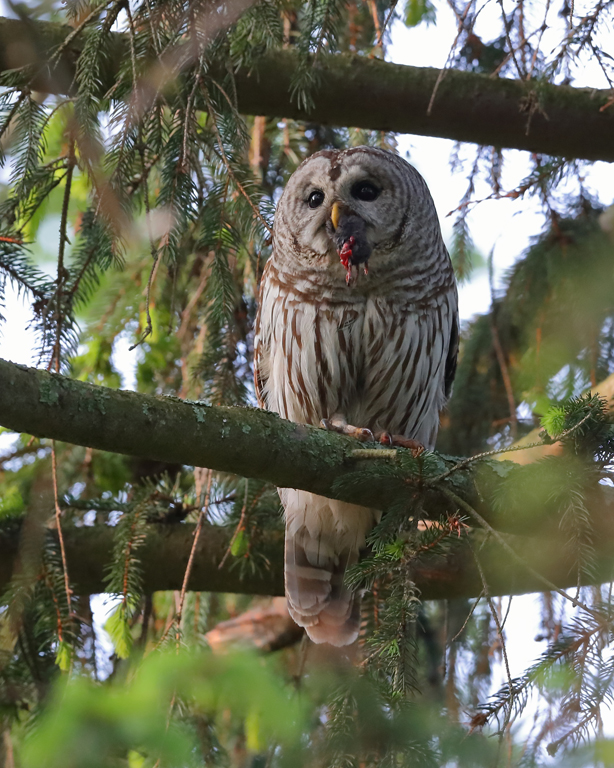 See What I See: Barred Owl at Great swamp NWR
