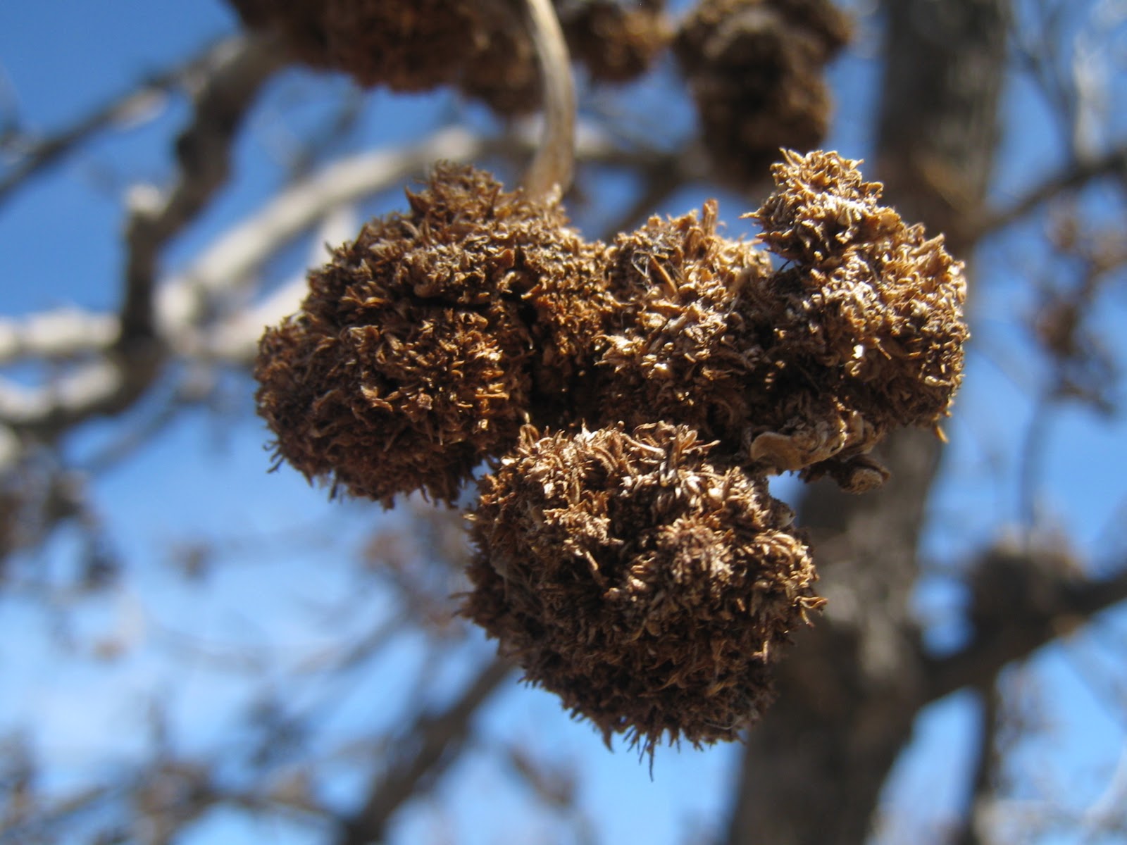 Gall Flowers Are Male Or Female at Jordan Timperley blog