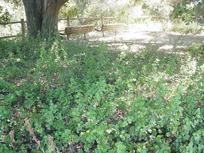 Mother Nature's Backyard - A Water-wise Garden: Plant of the Month ...