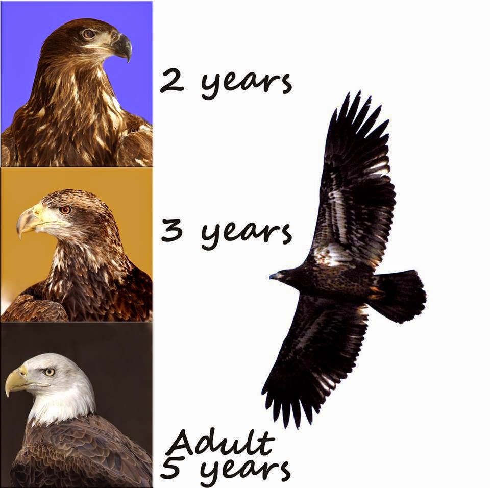 Guernsey Soil & Water Conservation District: Info on Eagles from ODNR ...