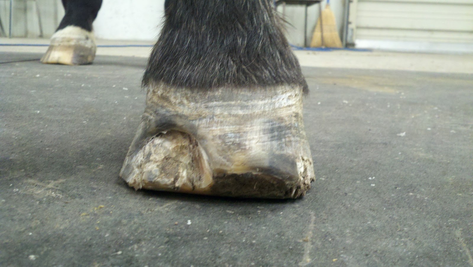 Innovative Equine Podiatry: Clinics and Demonstrations