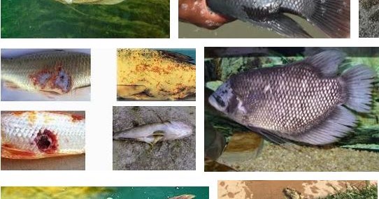 Hama Dan Penyakit Ikan Gurame Serta Cara Mengatasinya - cara ternak ikan