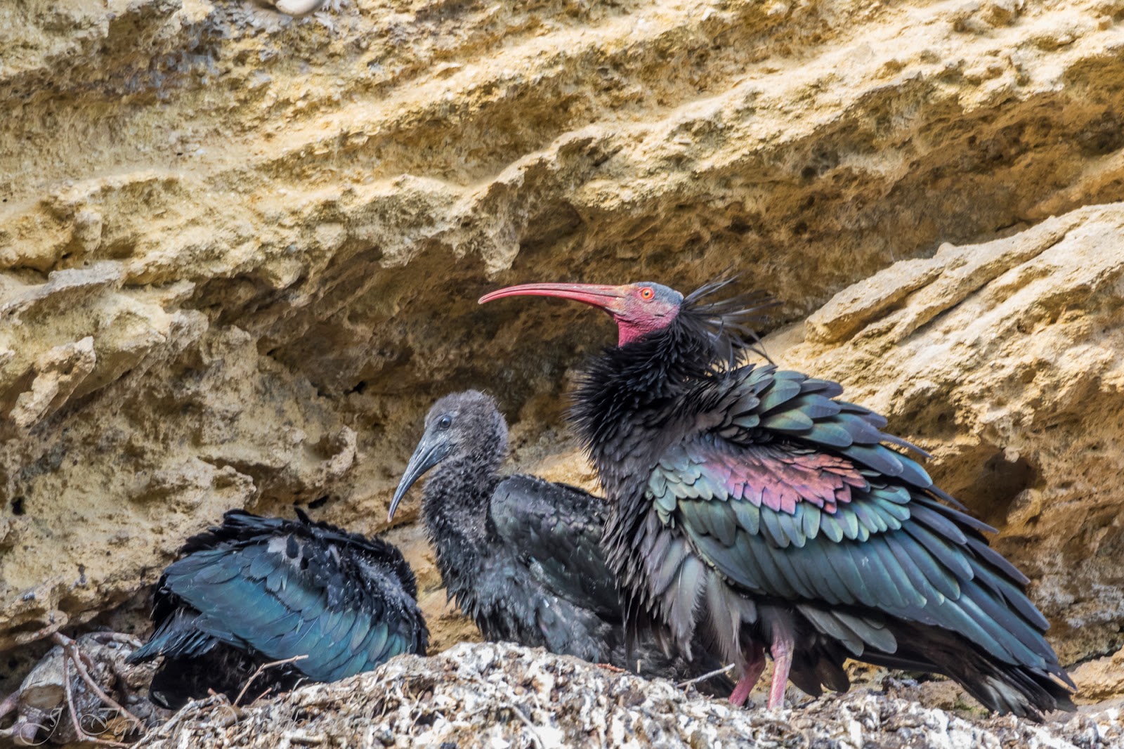 DocNatureBlog: El ave más fea de España. Ibis eremita (Geronticus eremita)