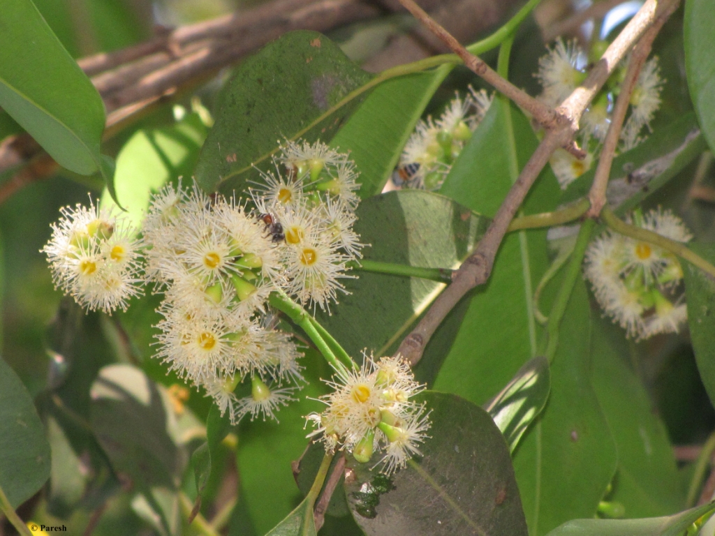 Gifting Trees...: The Fruit of the Gods