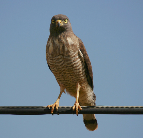 Tudo sobre animais: Gavião