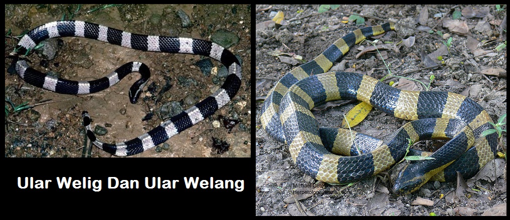 Ular Weling Ular Bungarus Fasciatus Welang Berbisa Kenali Agan ...