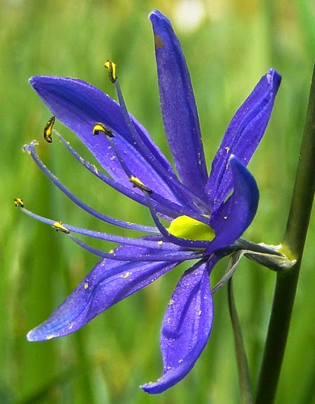 Slatsz' plant photo-biography: Camassia quamash, blue camas, Indian ...