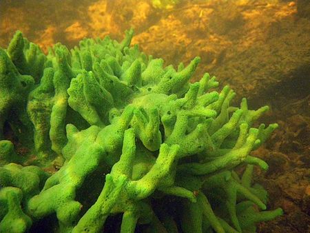 Phylum Porifera ~ Zoology-NETWORK