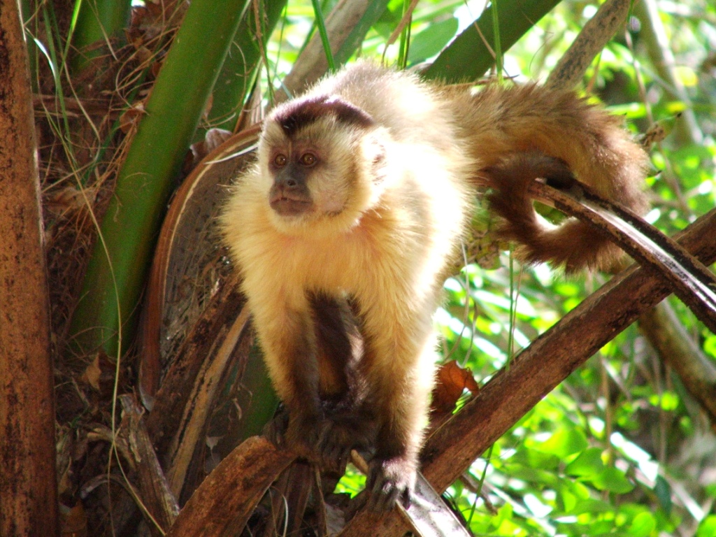 FOTOS DE MATO GROSSO DO SUL: ANIMAIS DO PANTANAL 5