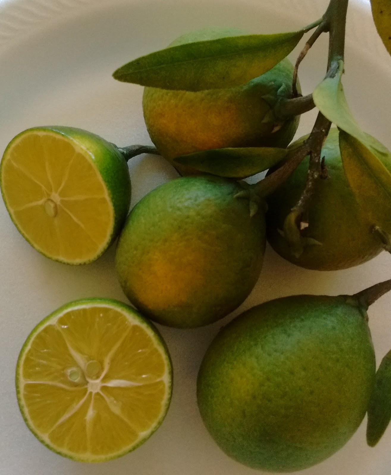 Hardy Citrus: Thomasville Citrangequat