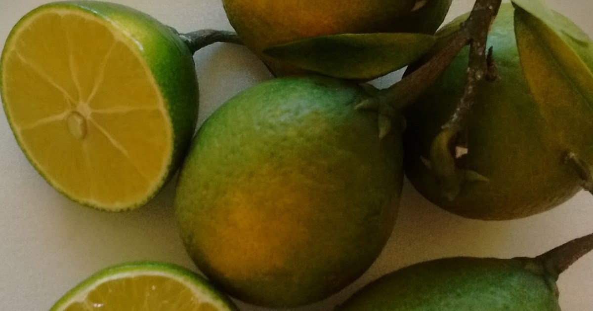 Hardy Citrus: Thomasville Citrangequat