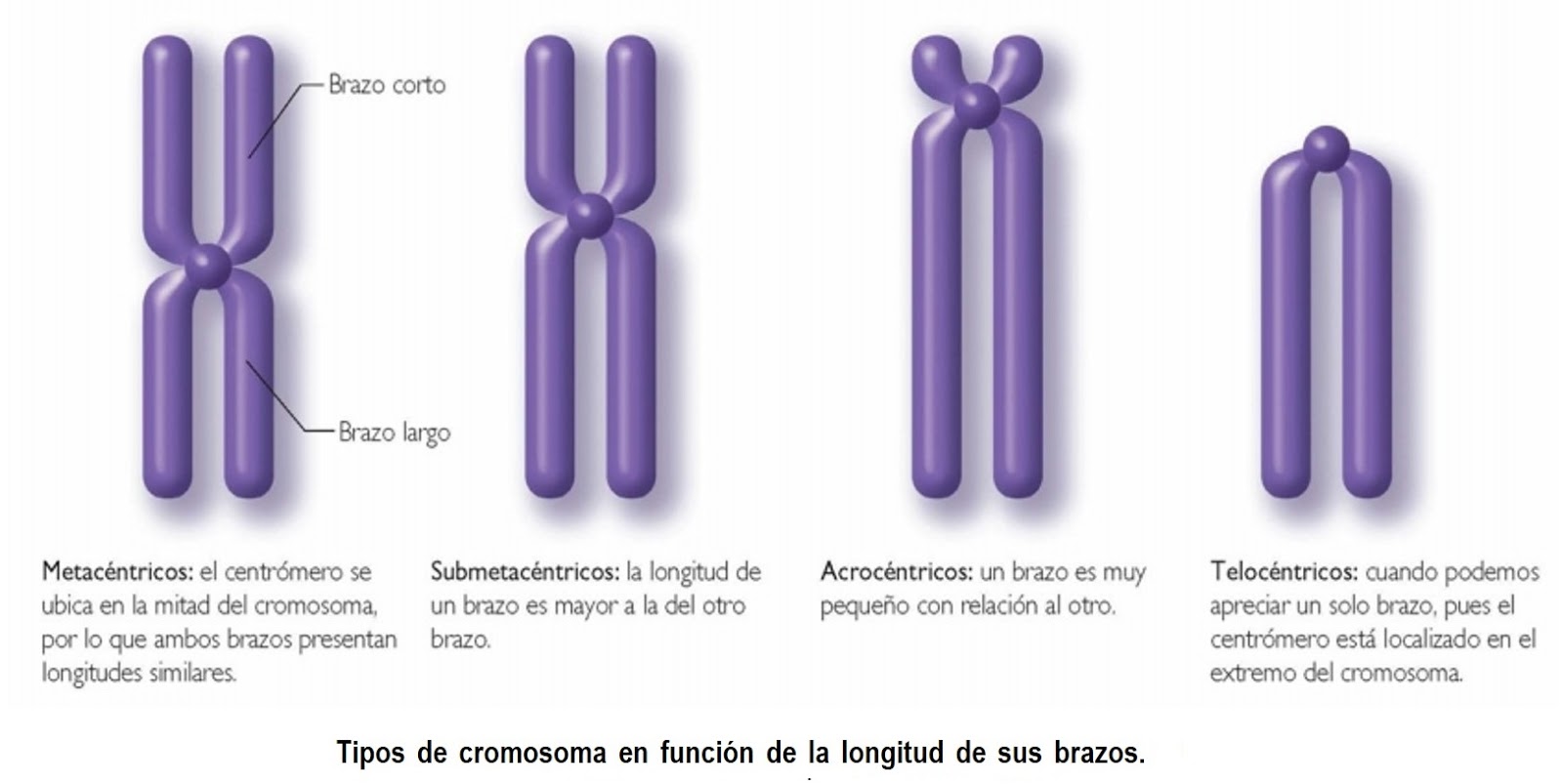 BIOLOGÍA: Tipos de cromsomas