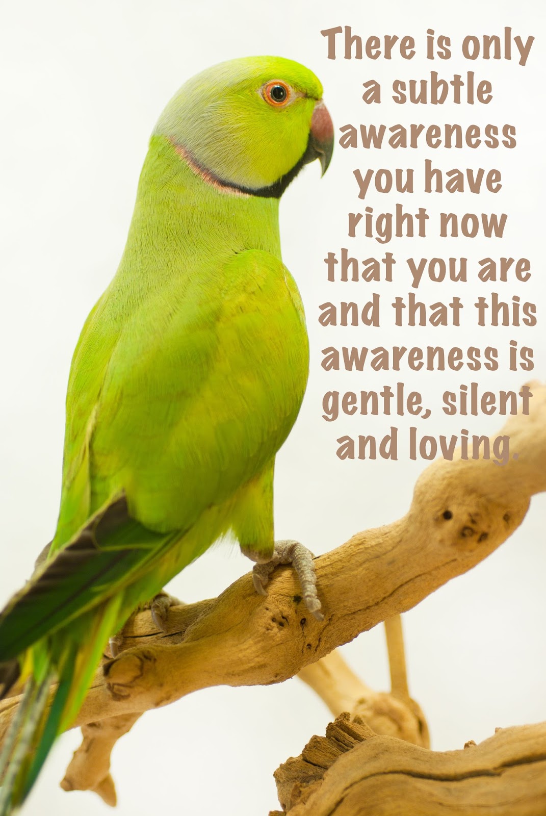 Spiritual Quotes: (With birds)