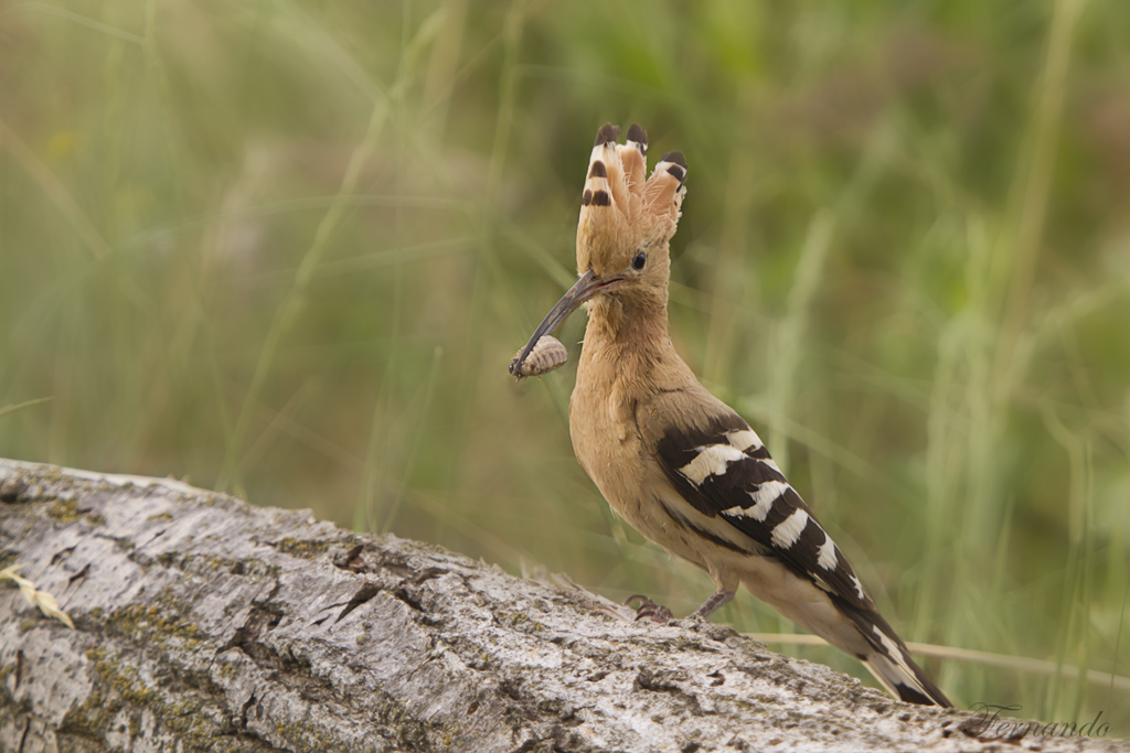Pasión por la Naturaleza: La Puput