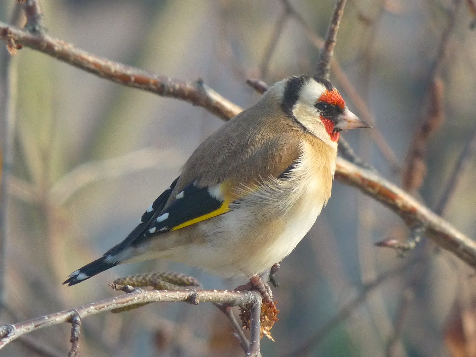 Photography #5 European Goldfinch (Carduelis carduelis) | Barri-Jayne Makes