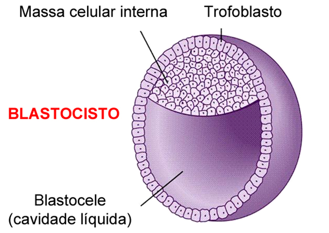 Embriología humana : Vocabulario de la primera semana de desarrollo: De ...