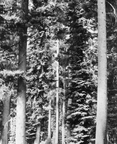 Wit's End: Where Have All the Forests Gone? Long Time Passing...Where ...