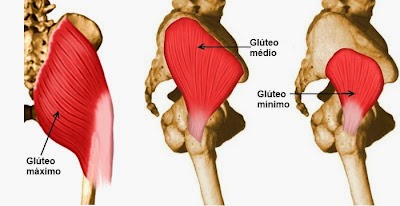 MEDICINA, EJERCICIO, DEPORTE Y SALUD !: EL MUSCULO: GLUTEO MEDIO